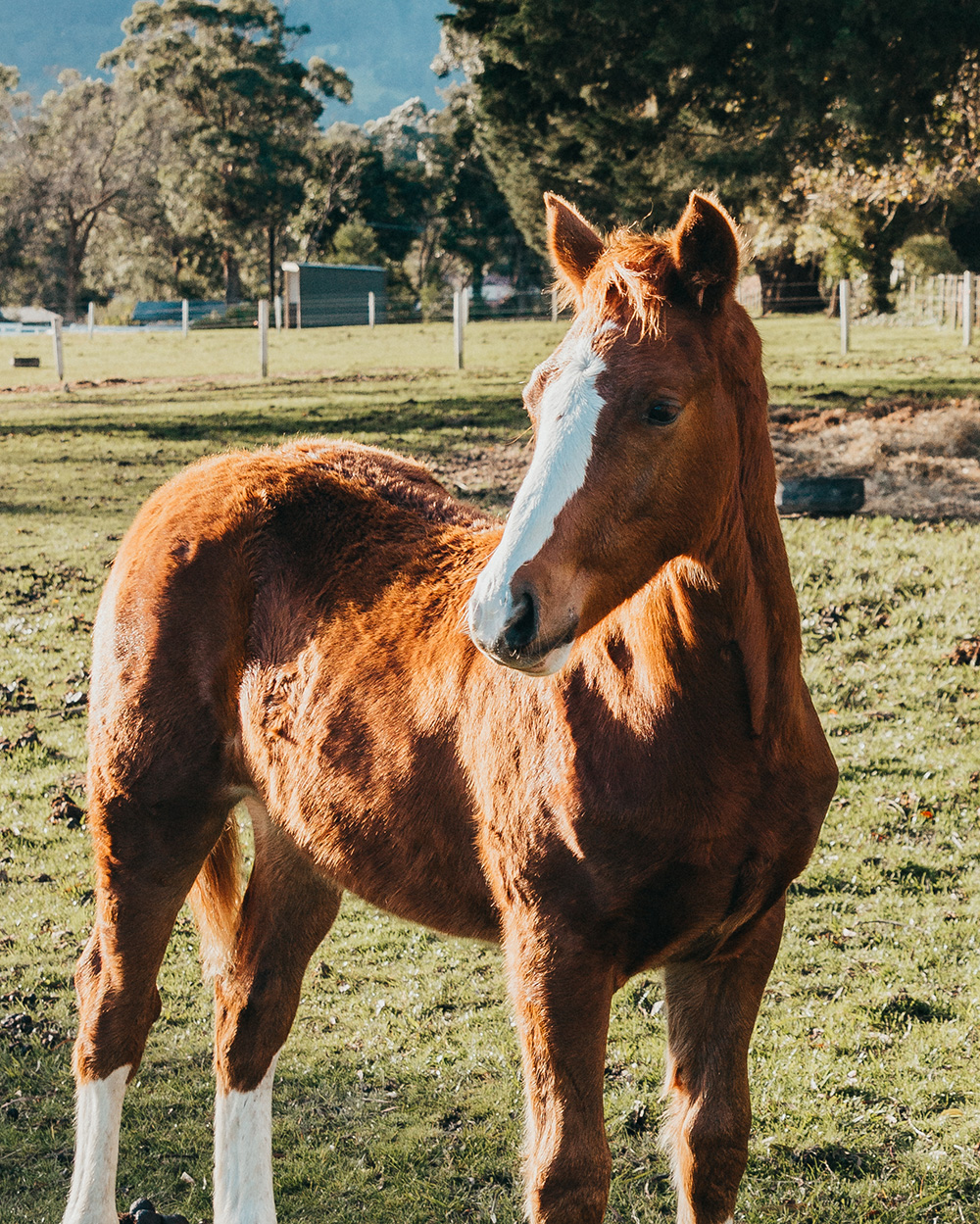 Equine Therapy Assisted Learning - Leading the Way EAL NDIS Yarra Valley