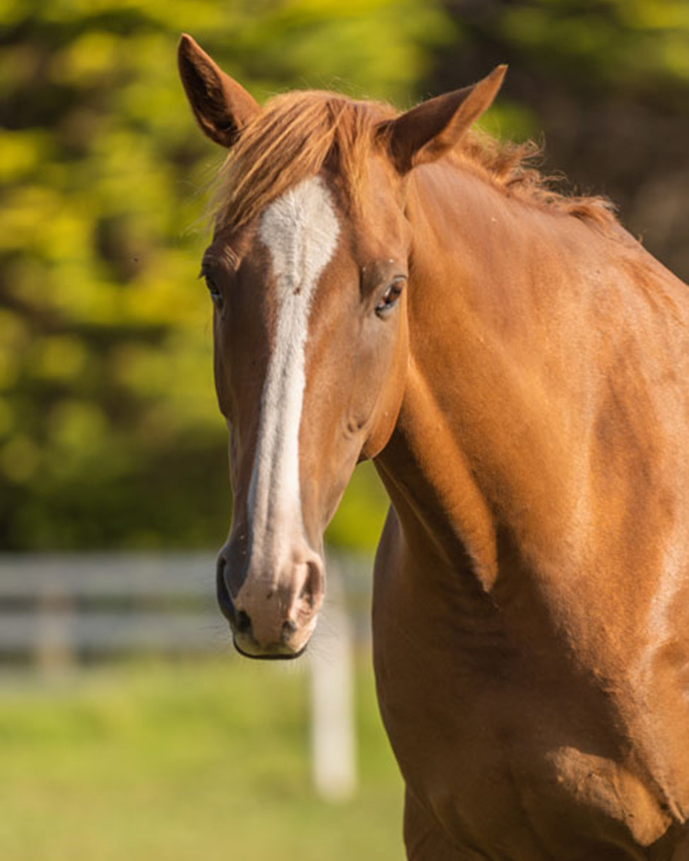 Equine Therapy Assisted Learning - Leading the Way EAL NDIS Yarra Valley