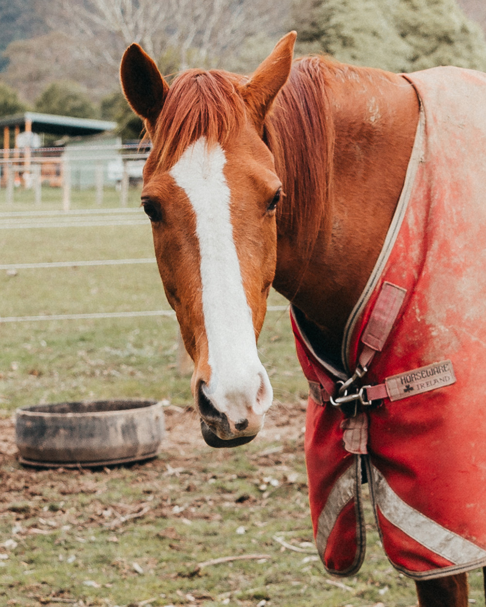 Equine Therapy Assisted Learning - Leading the Way EAL NDIS Yarra Valley