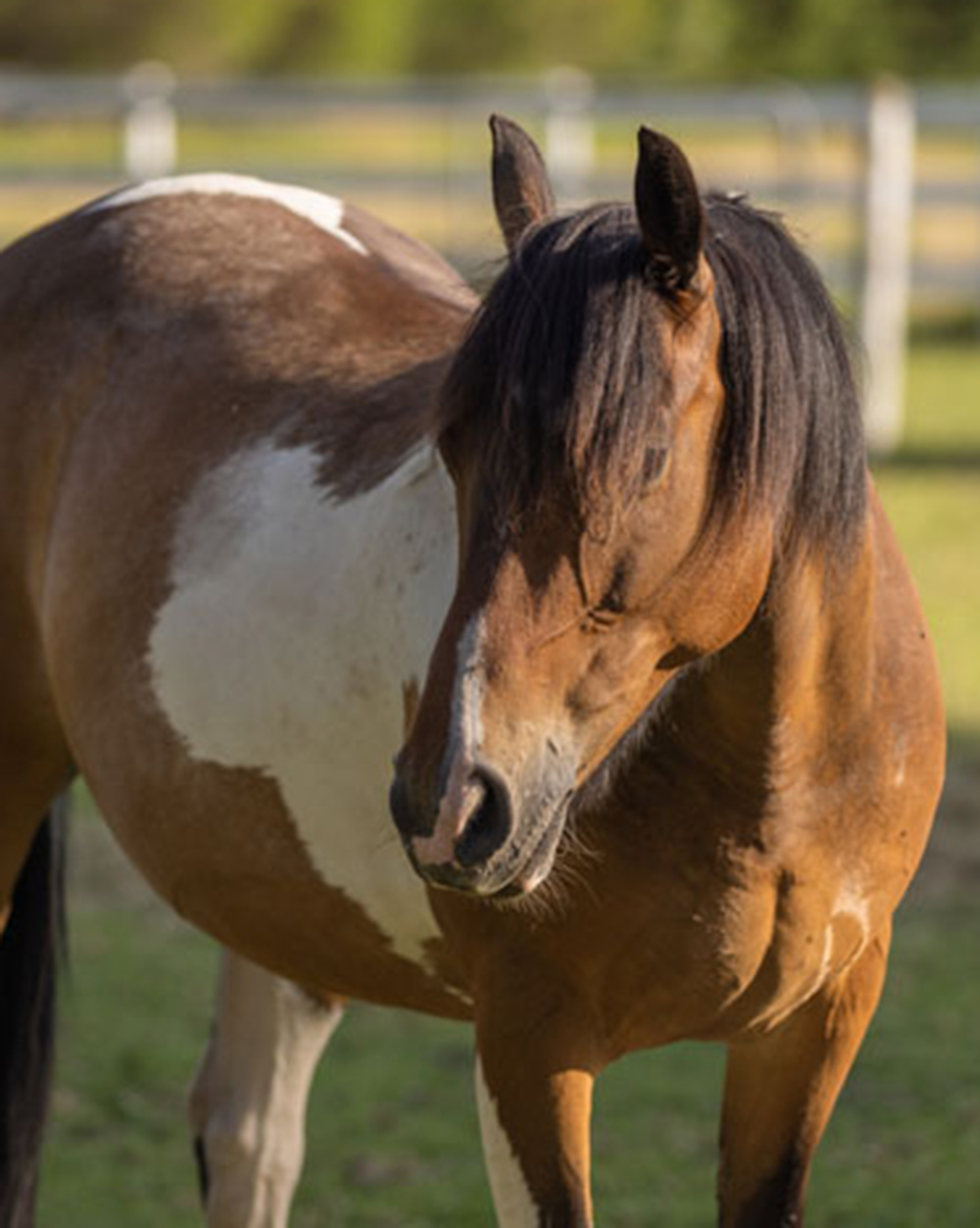 Equine Therapy Assisted Learning - Leading the Way EAL NDIS Yarra Valley